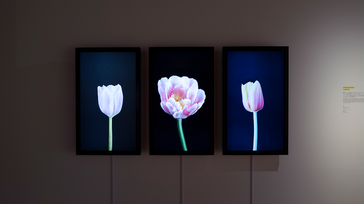 在 GTC 2021 AI 艺术画廊中的 AI 艺术家 Anna Ridley | NVIDIA