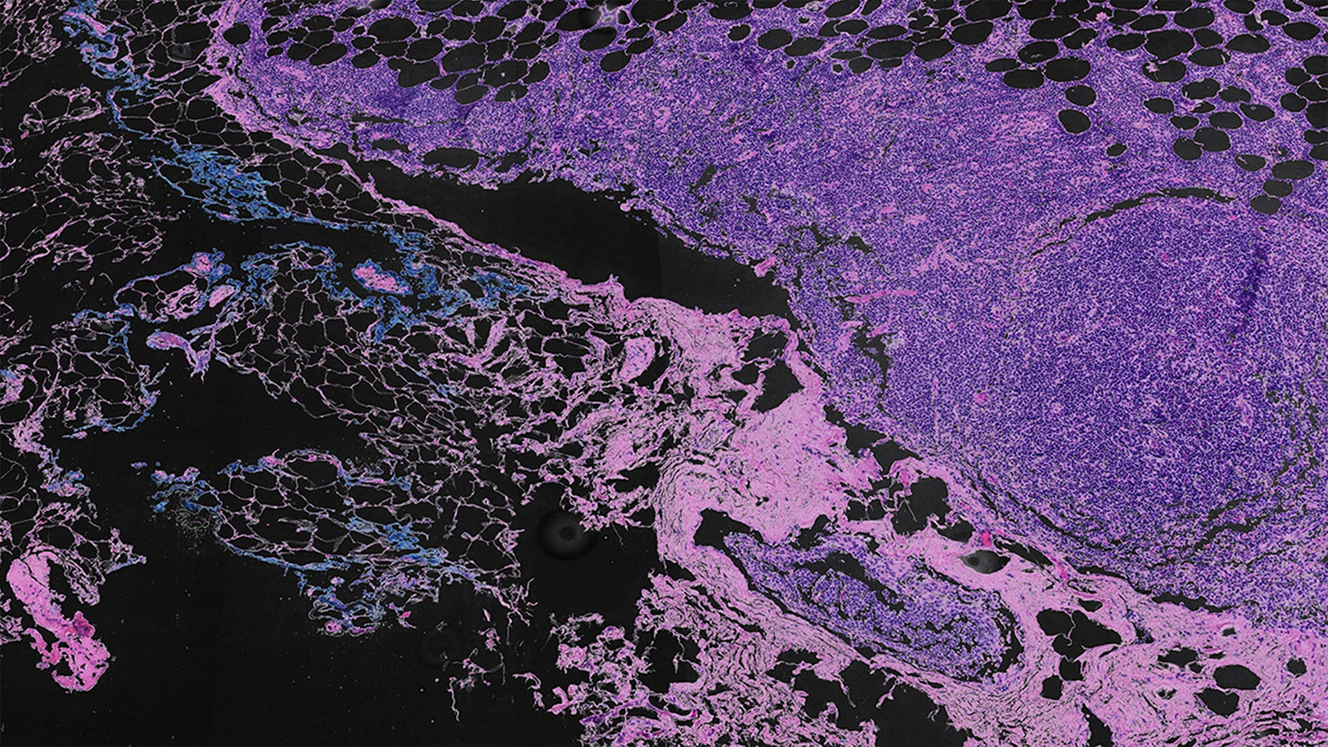 适用于医疗健康行业的医学影像解决方案 | NVIDIA